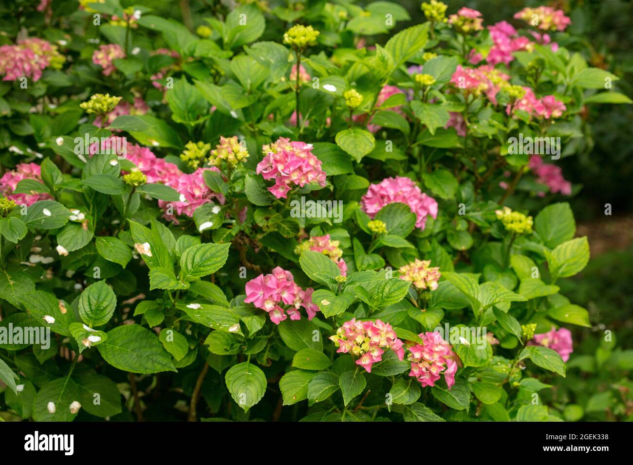Dynamic Hydrangea macrophylla - Elbtal in full bloom Stock Photo - Alamy