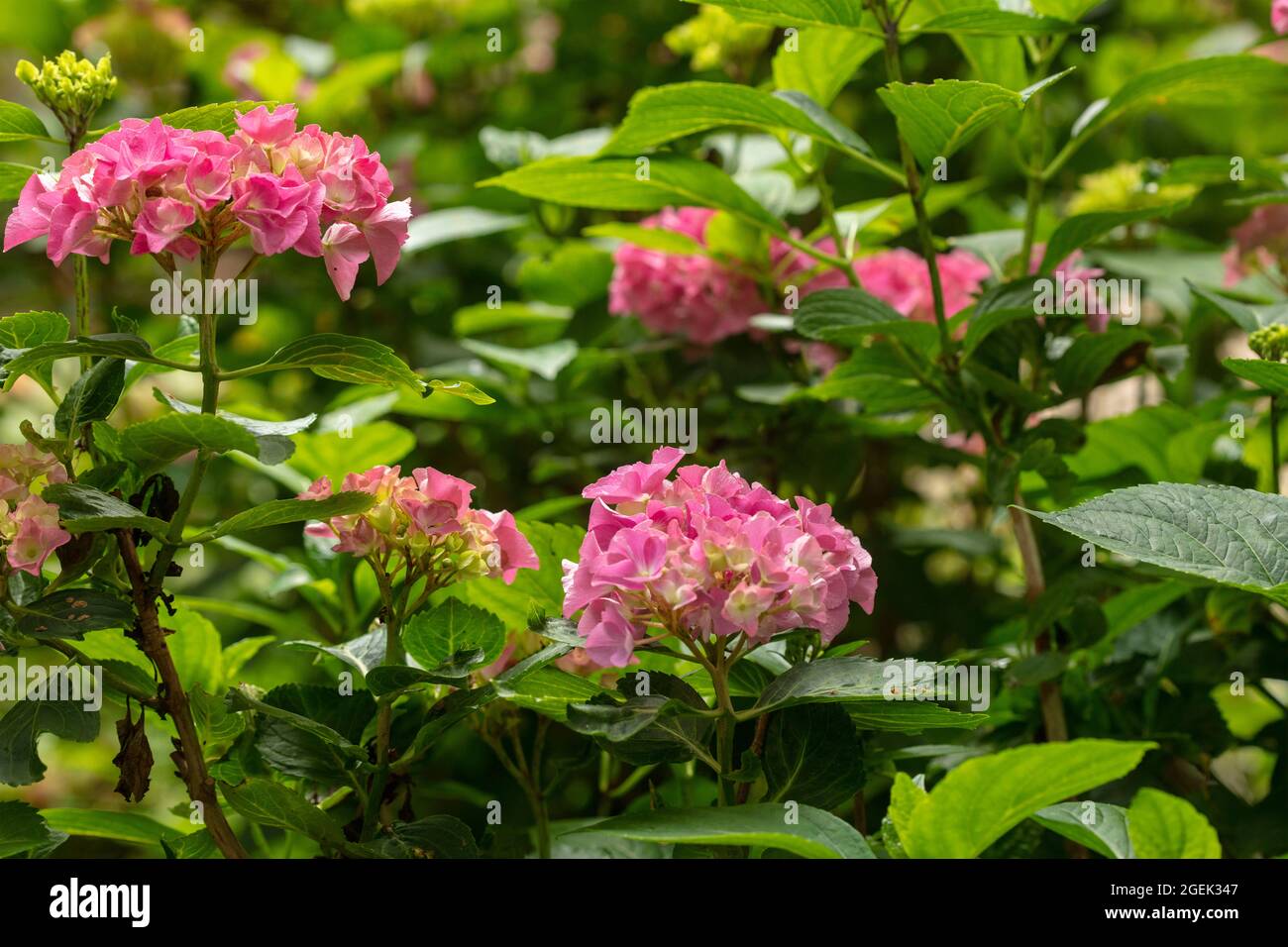 Hydrangea macrophylla inflorescence delicate hi-res stock photography ...