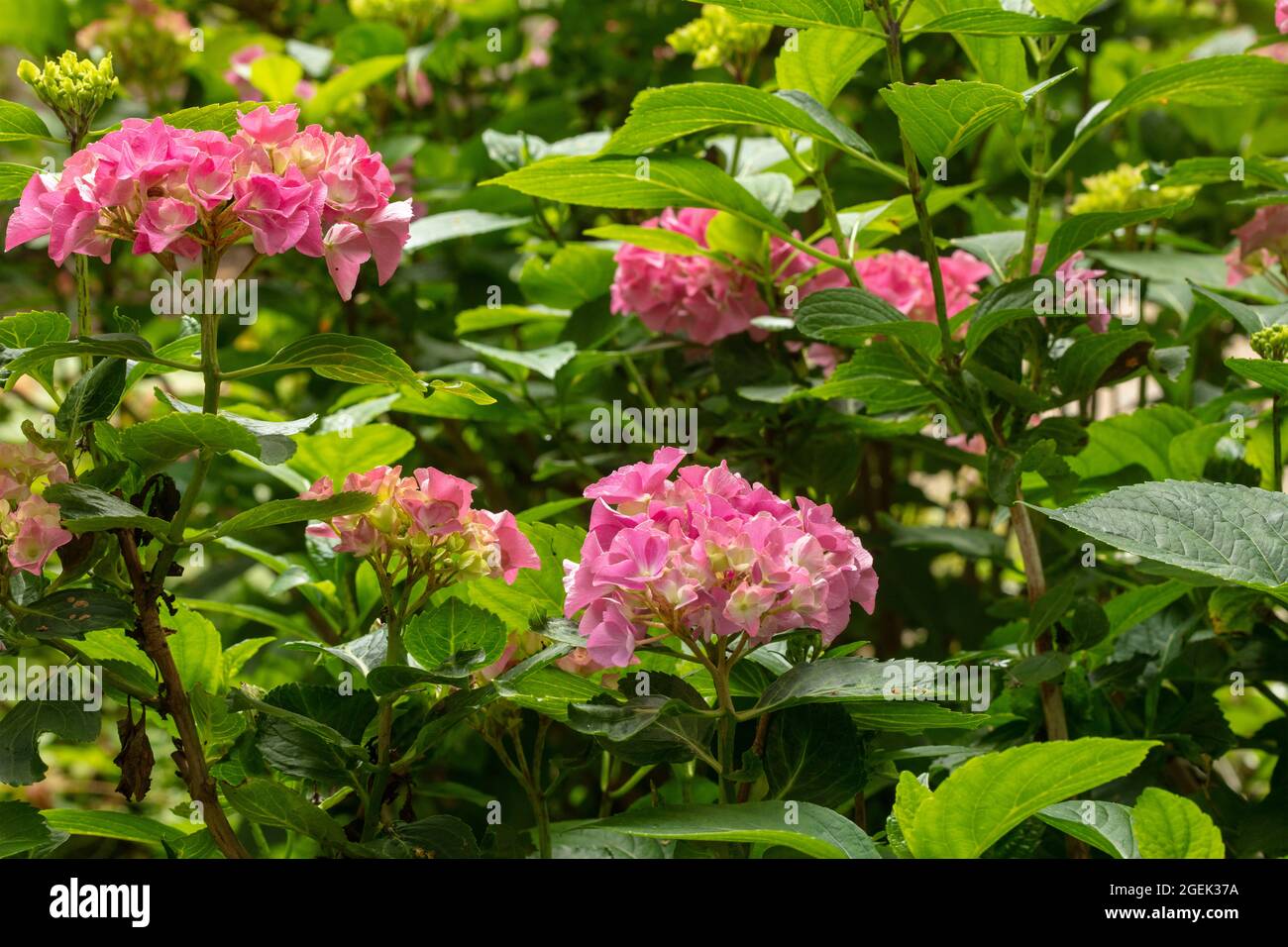 Hydrangea macrophylla elbtal hi-res stock photography and images - Alamy