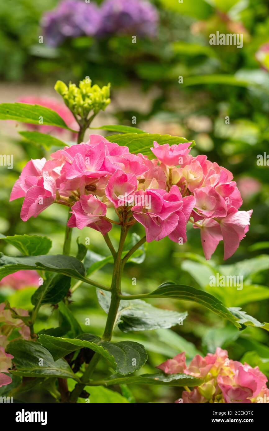 Hydrangea macrophylla elbtal hi-res stock photography and images - Alamy