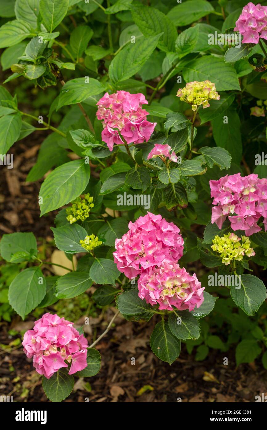 Hydrangea macrophylla elbtal hi-res stock photography and images - Alamy