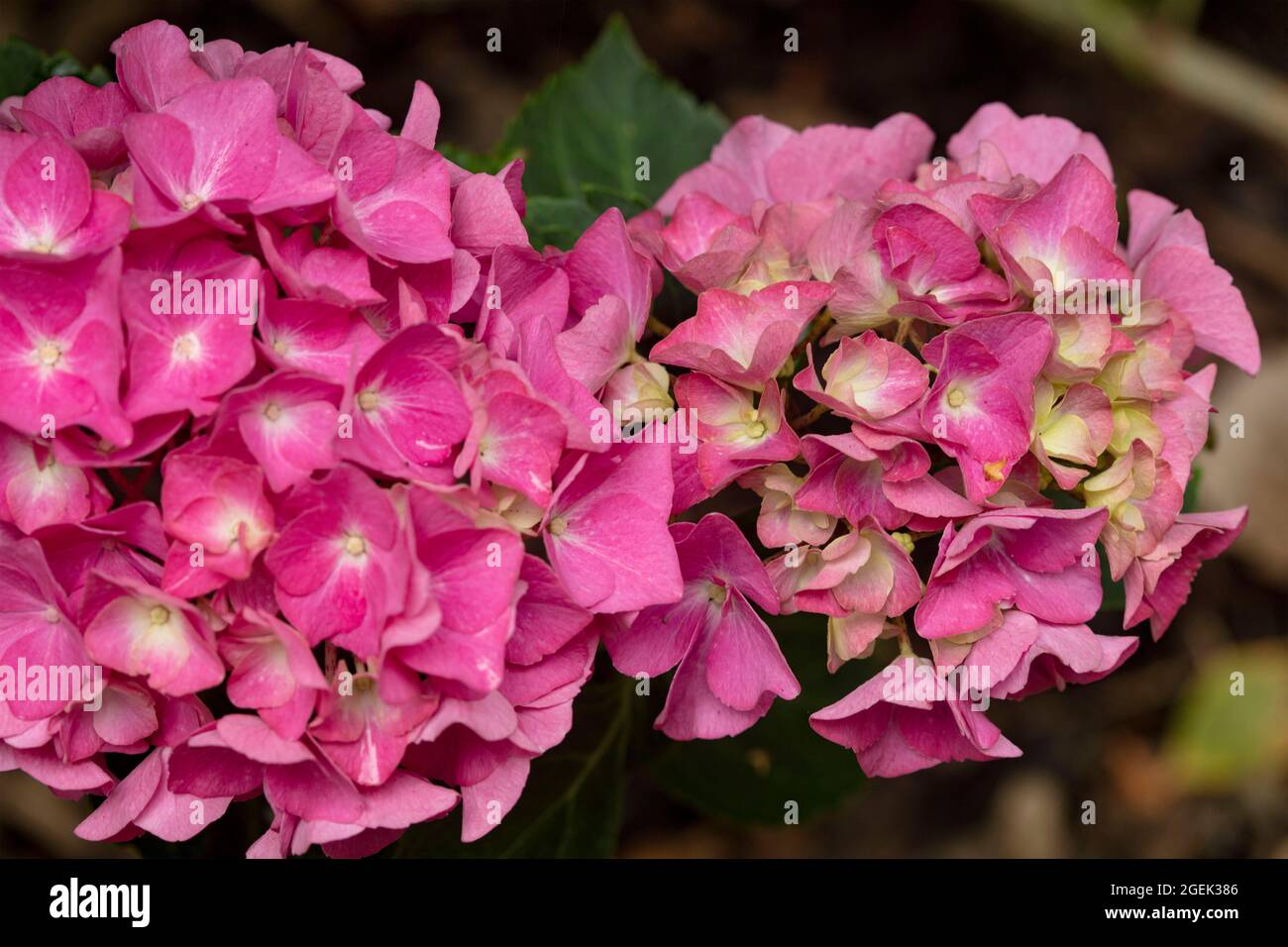 Hydrangea macrophylla elbtal hi-res stock photography and images - Alamy