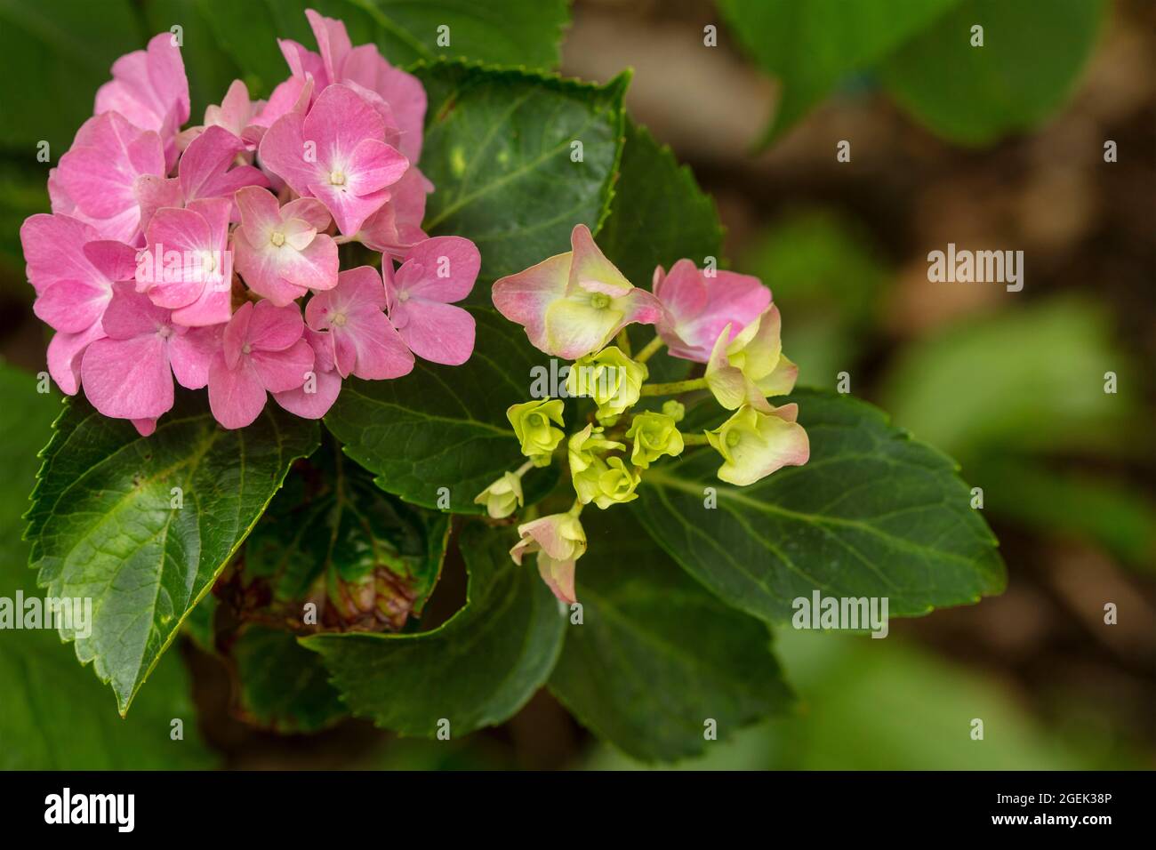 Dynamic Hydrangea macrophylla - Elbtal in full bloom Stock Photo - Alamy