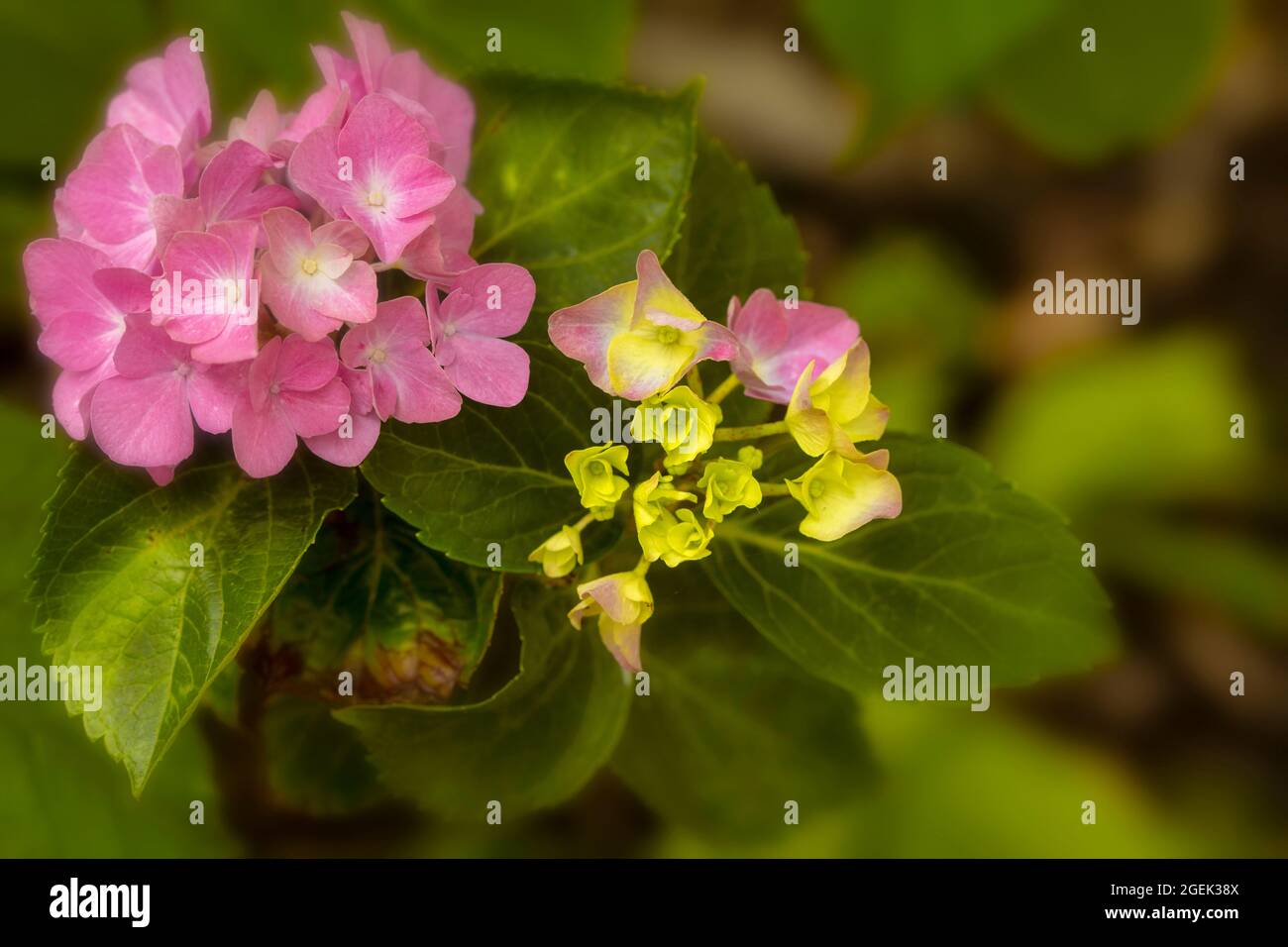 Hydrangea macrophylla elbtal hi-res stock photography and images - Alamy