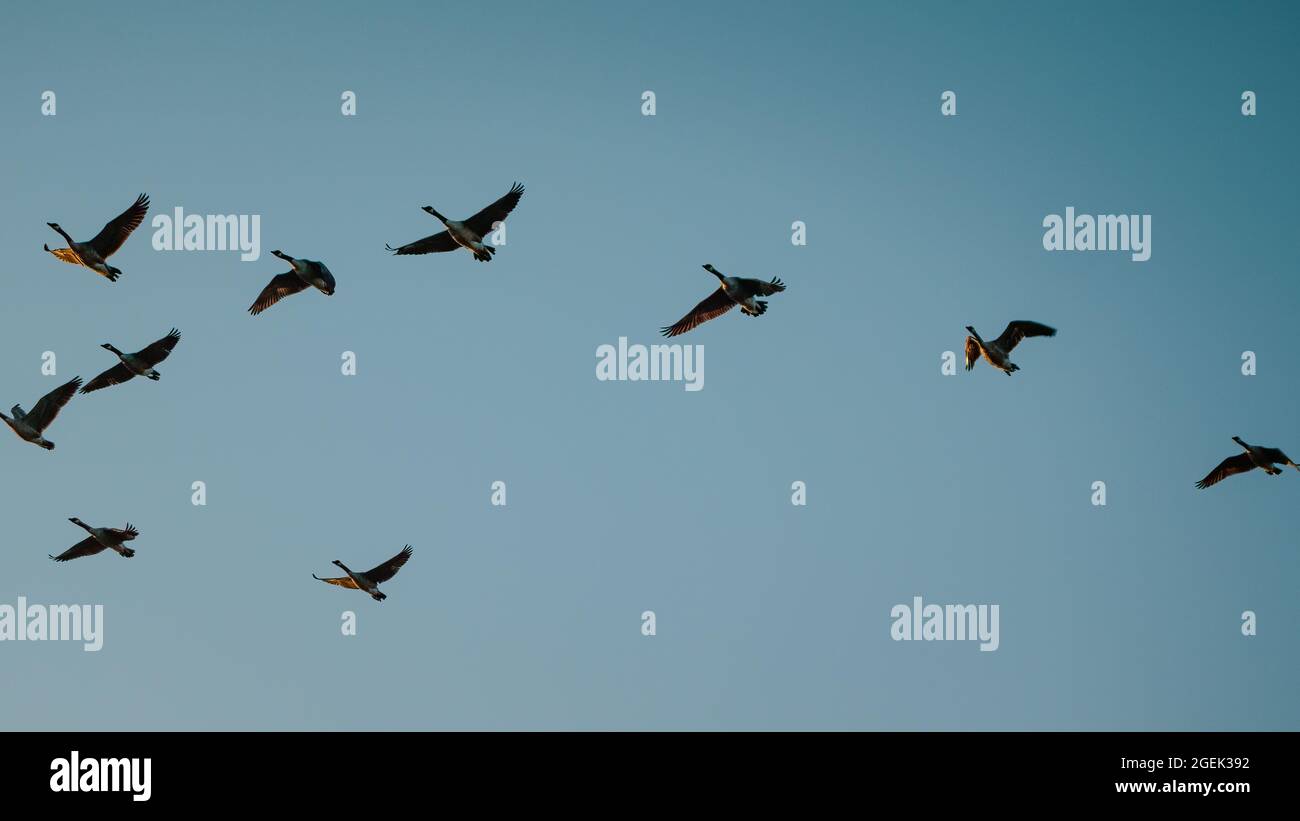 Flock of Canadian Geese flying very close over head in golden evening ...