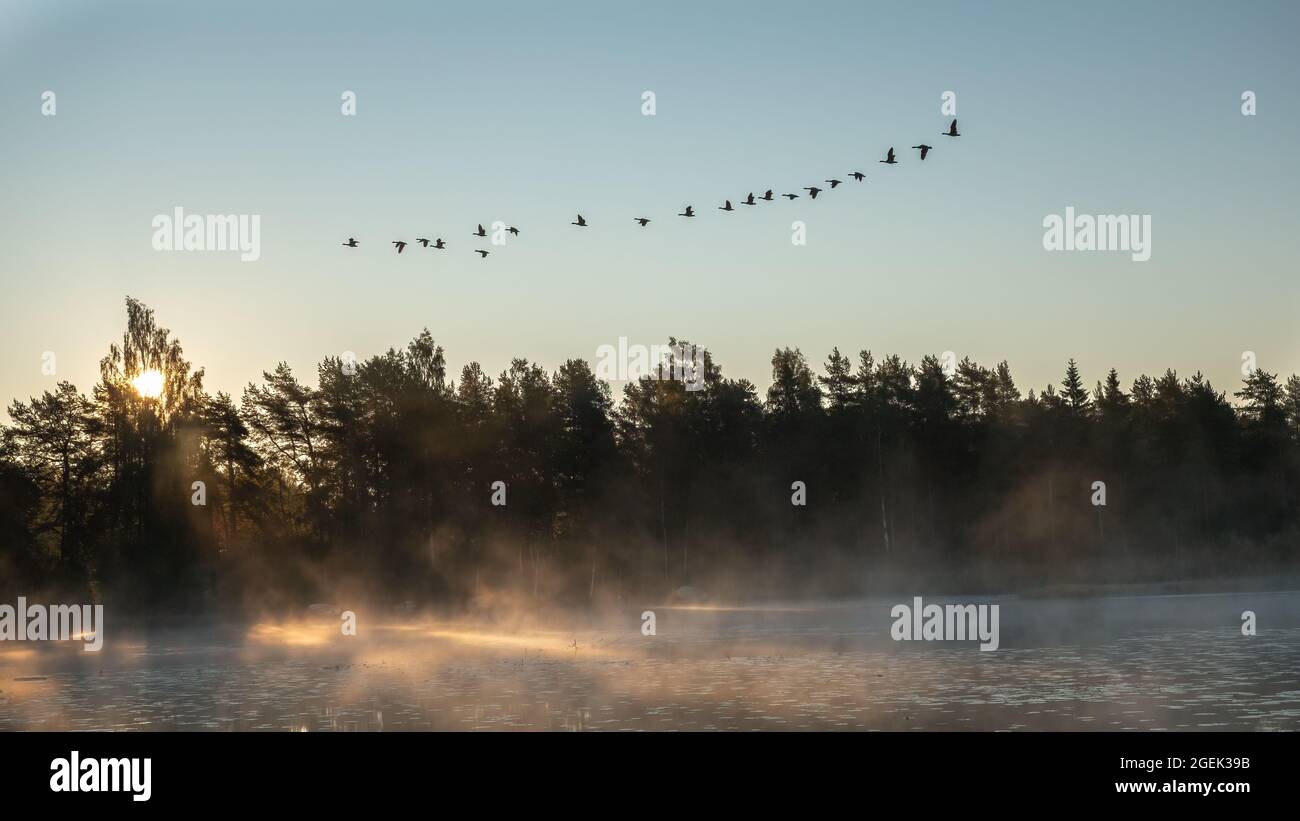 Flock of Canadian Geese flying over lake and forest with rising mist in ...