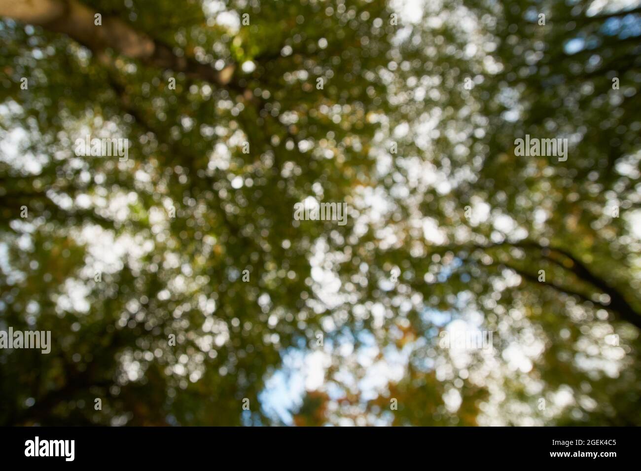bokeh out of focus background from nature forest Stock Photo - Alamy