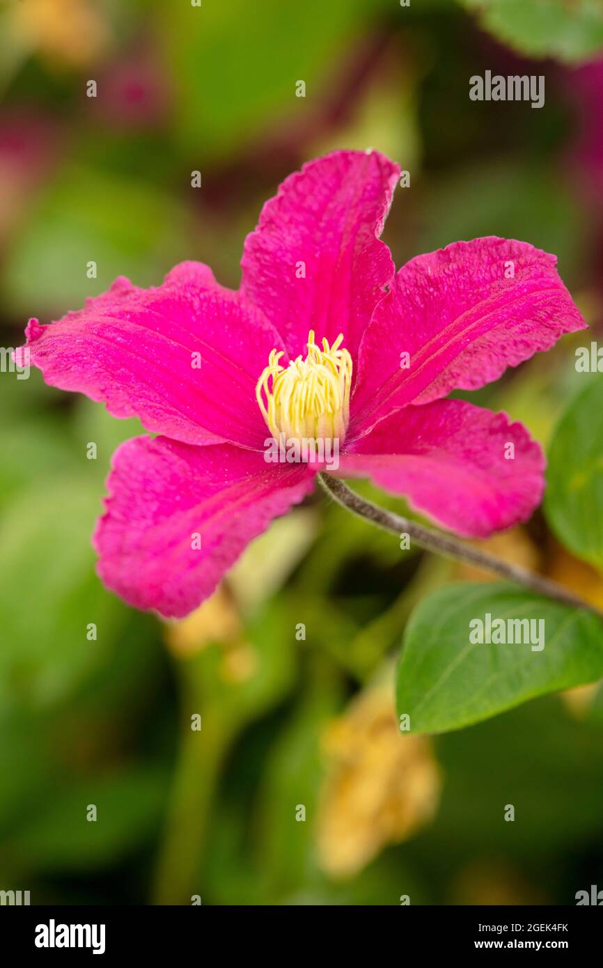 Beautiful Clematis - Barbara Harrington flowers in close-up and good ...