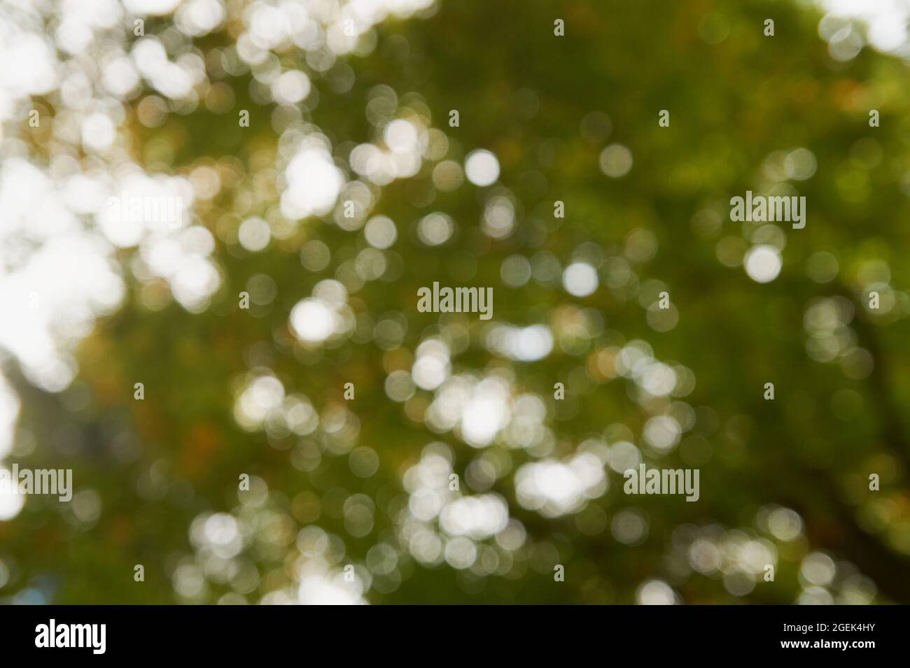 bokeh out of focus background from nature forest Stock Photo - Alamy