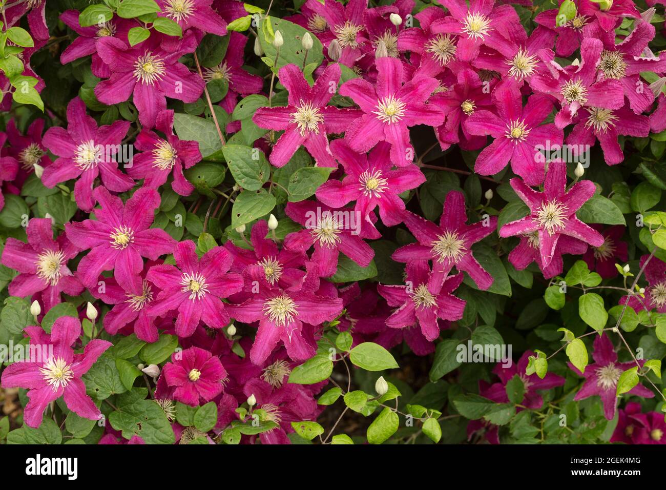 Beautiful Clematis - Barbara Harrington flowers in close-up and good ...