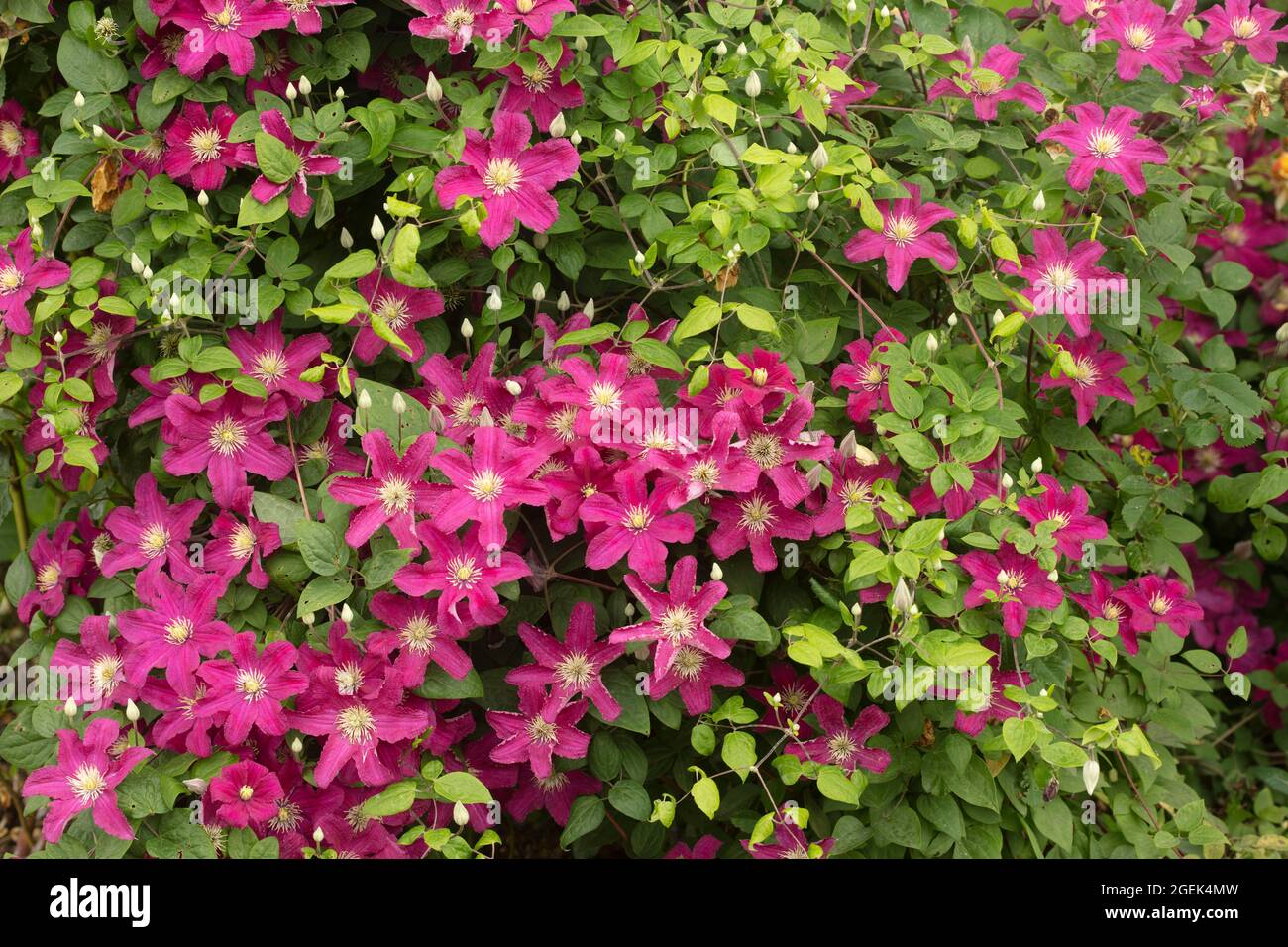Clematis barbara harrington hi-res stock photography and images - Alamy