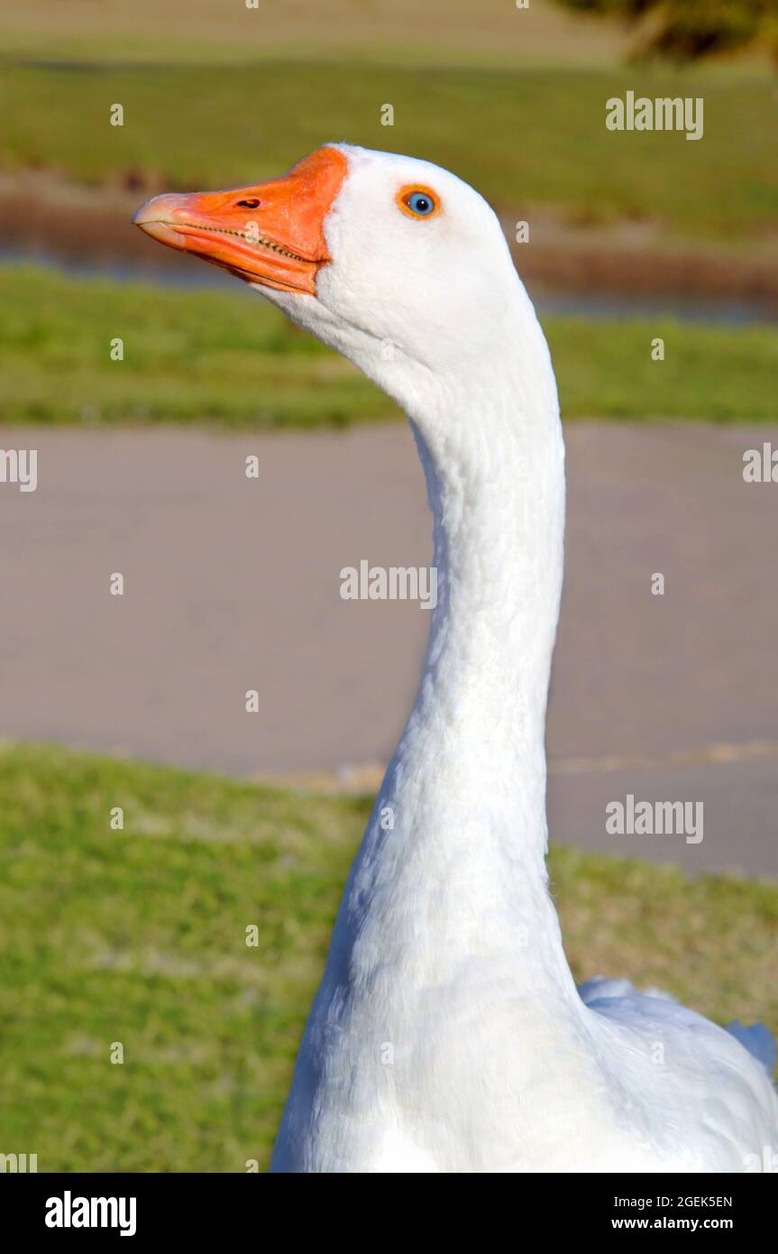 Blue eyed, white goose stretches its neck and gives the camera an angry ...