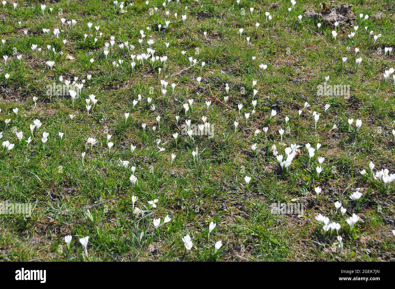 spring crocus, Frühlings-Krokus, Frühlings-Safran, Crocus vernus subsp ...