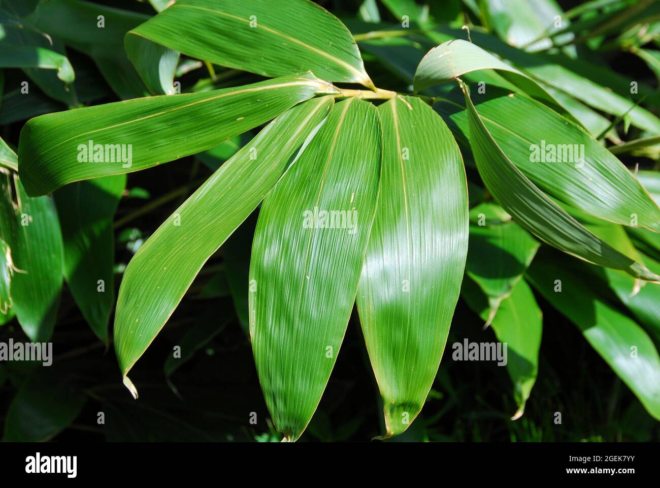 broadleaf bamboo or broad-leaved bamboo, Sasa palmata, legyező ...