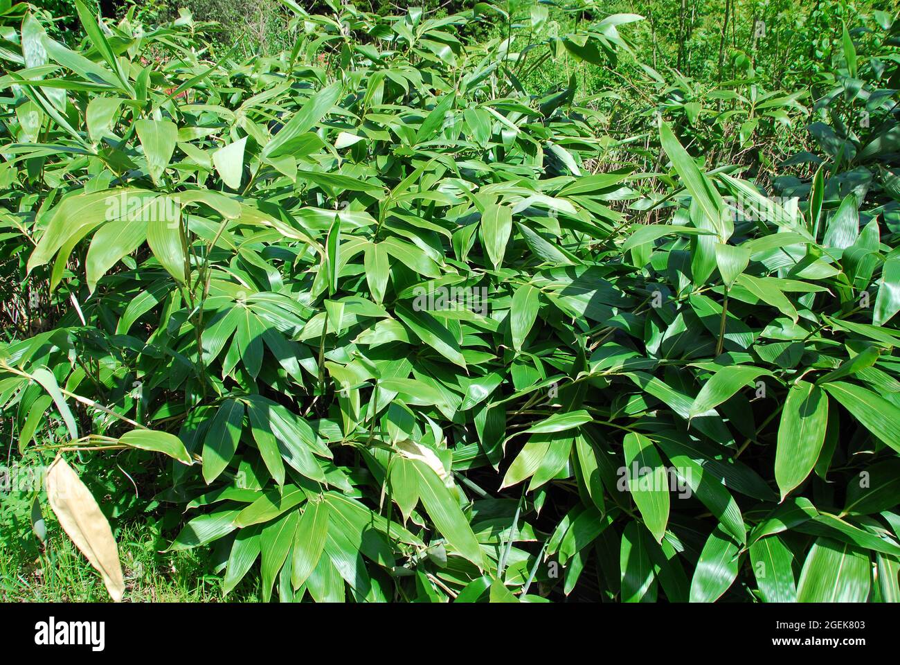 broadleaf bamboo or broad-leaved bamboo, Sasa palmata, legyező ...