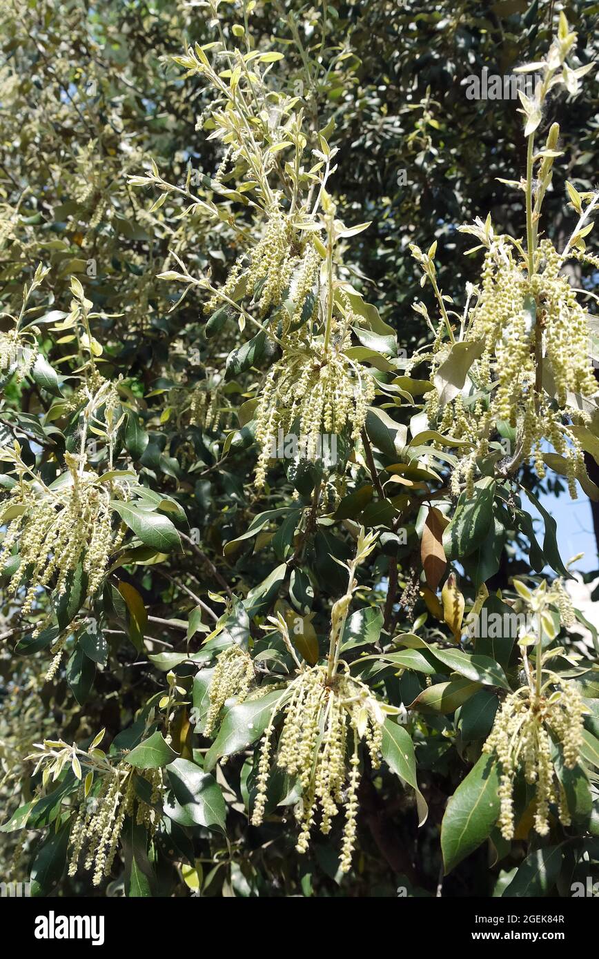 evergreen oak, holly oak or holm oak, Steineiche, Quercus ilex ...