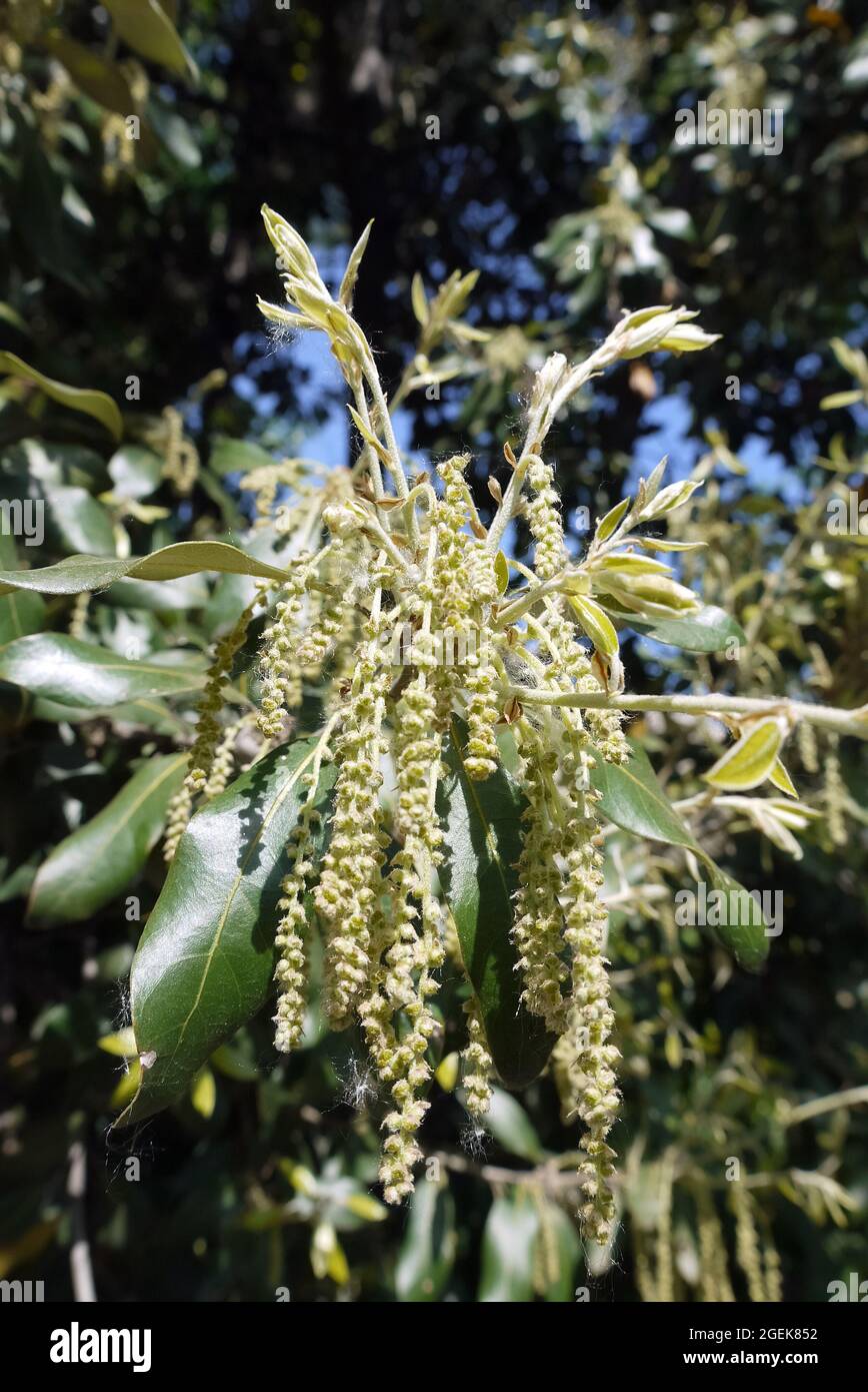 evergreen oak, holly oak or holm oak, Steineiche, Quercus ilex ...