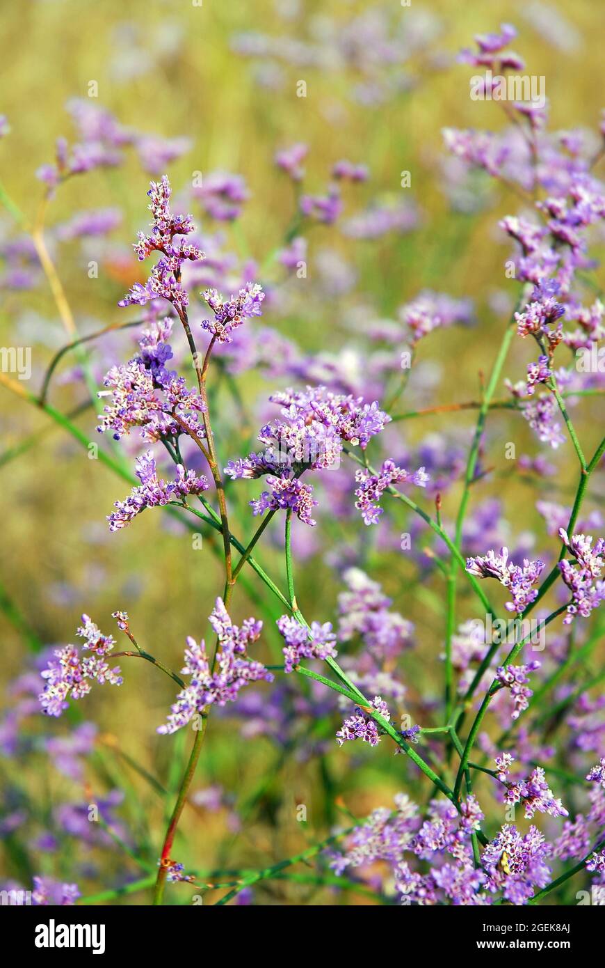 statice, caspia or marsh-rosemary, Steppenschleier-Strandflieder ...