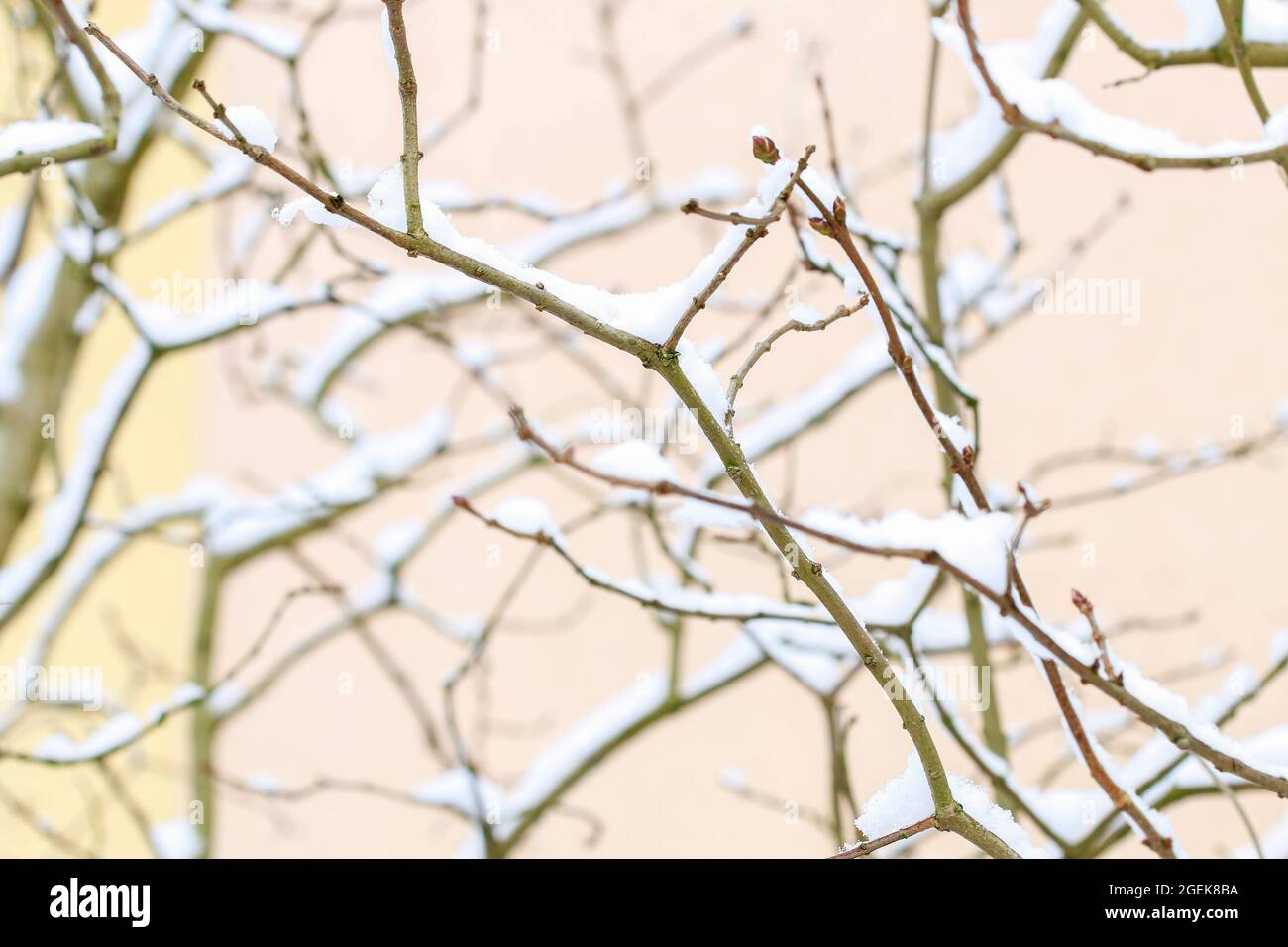 Twigs covered with snow. Winter time Stock Photo - Alamy