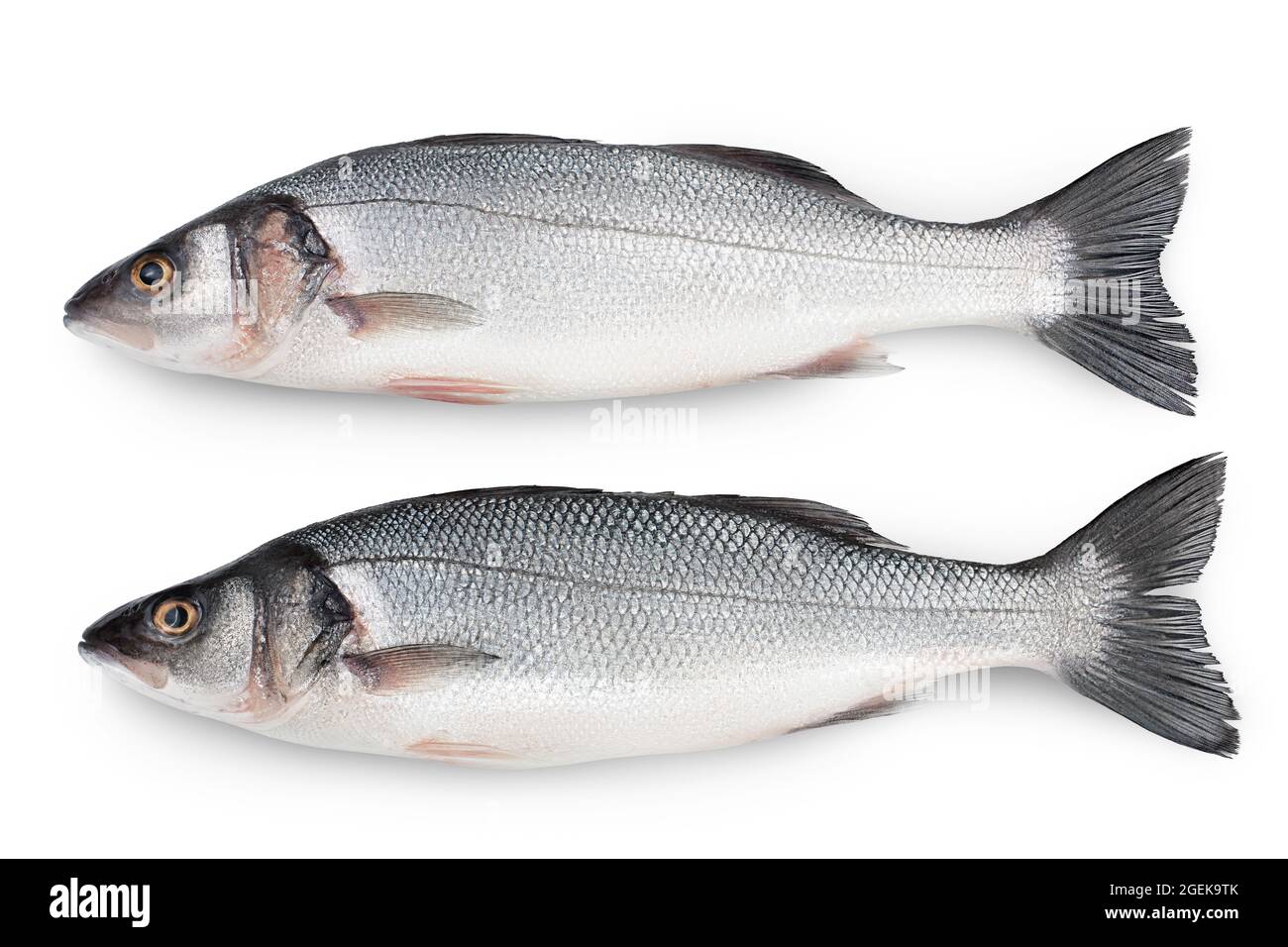 Sea bass fich isolated on white background with clipping path. Top view ...