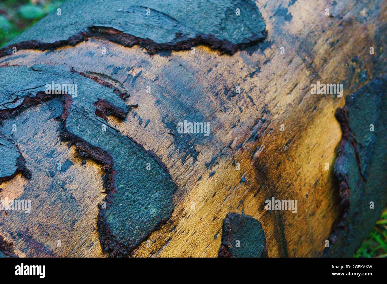 Detailed closeup of a peeling log lying on forest floor Stock Photo - Alamy