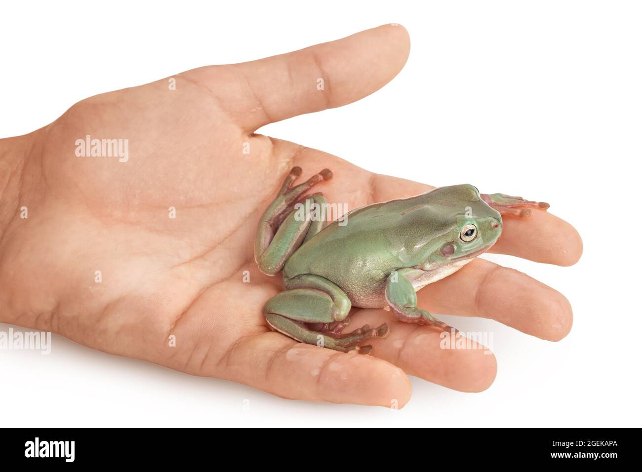 The Australian green tree frog on the palm isolated on white background ...