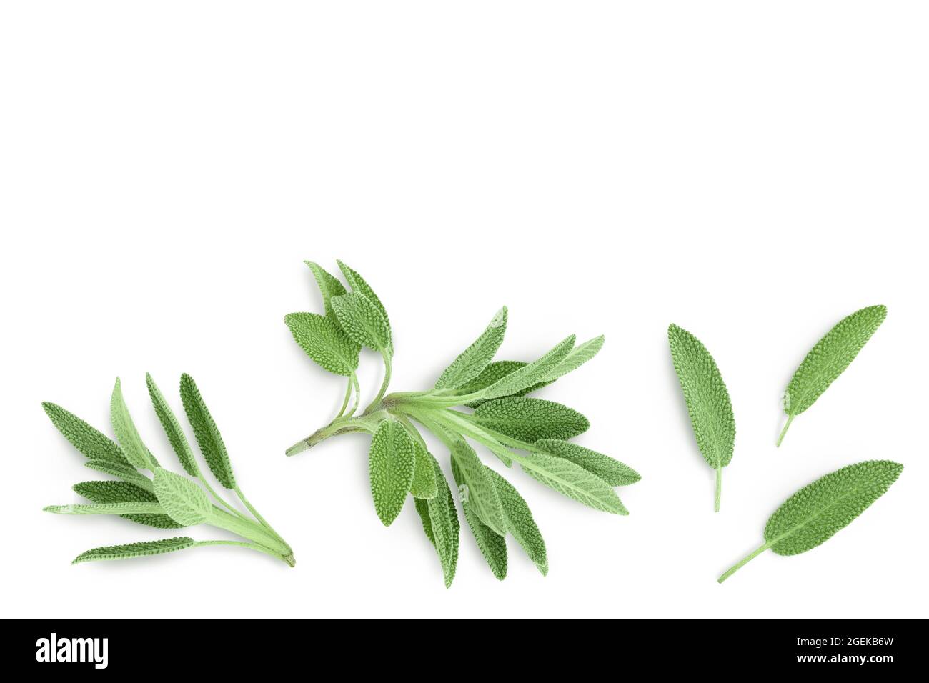 fresh sage herb isolated on white background with clipping path and ...