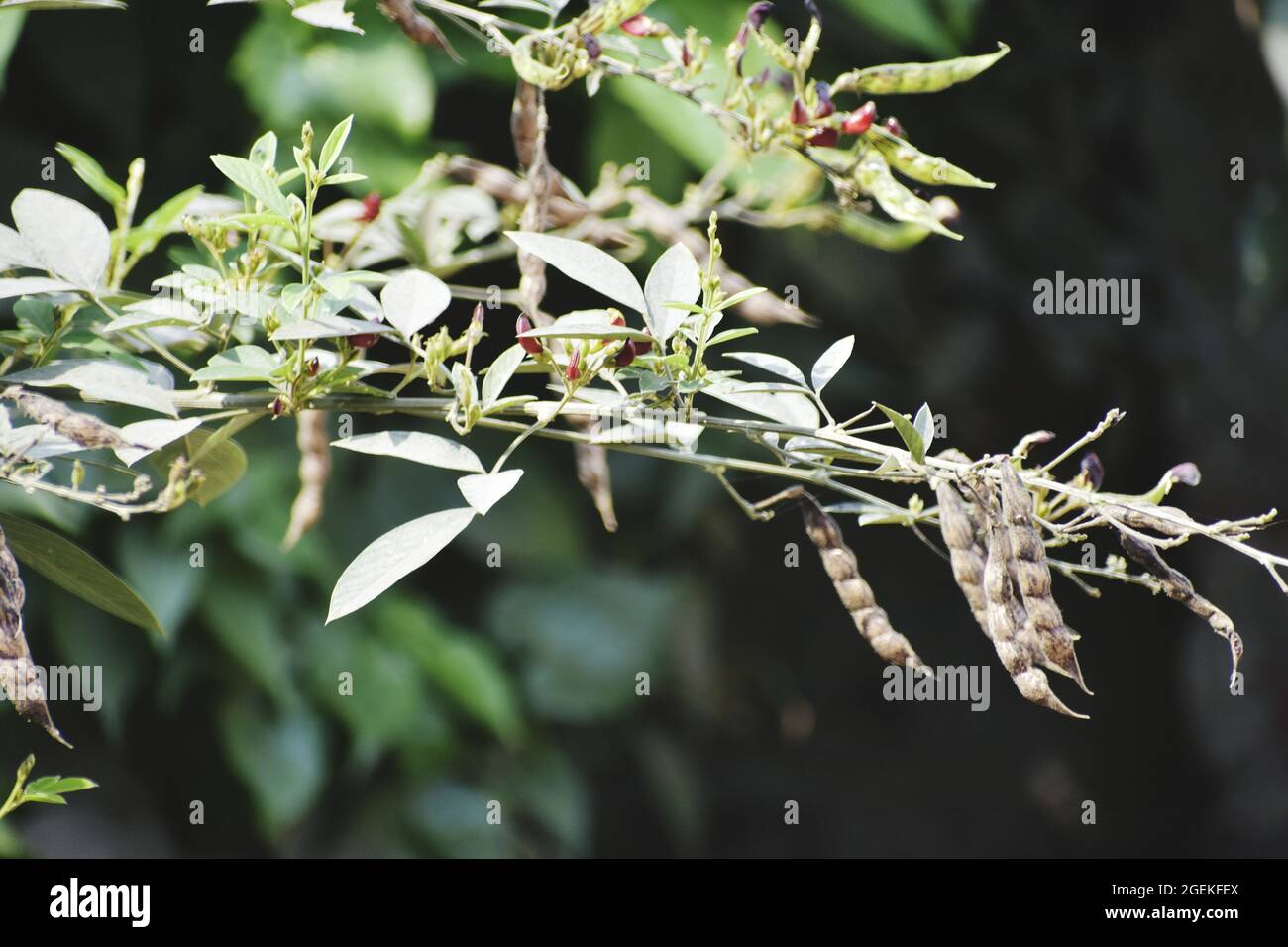 Closeup shot of a Pigeonpea tree under the sunlight Stock Photo - Alamy