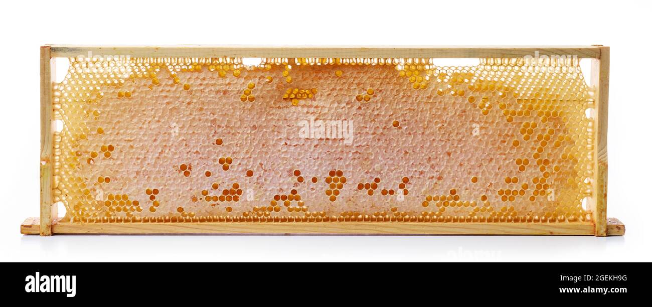 fresh honey combs in wooden frame isolated on white background Stock ...