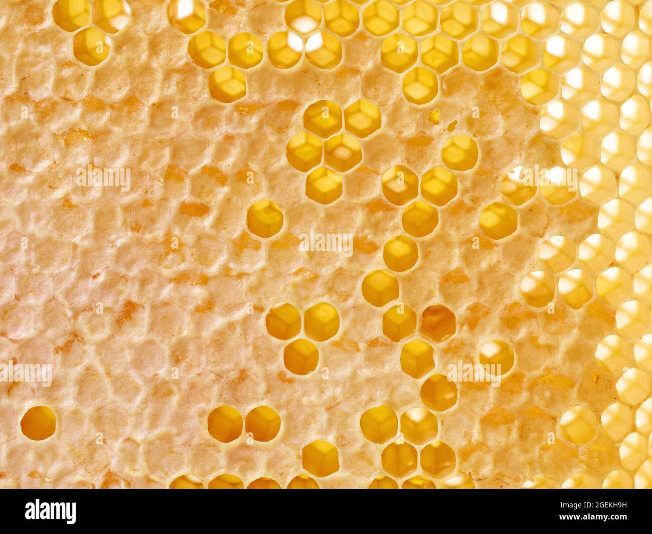 Wild honey bee combs hi-res stock photography and images - Alamy