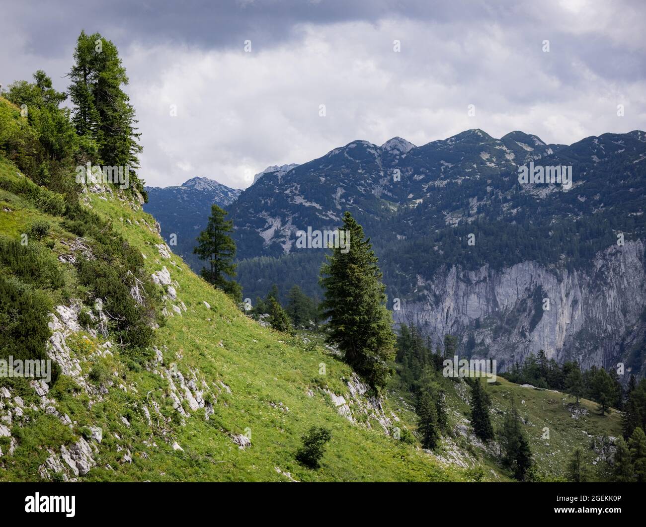 Typical panoramic view in the Austrian Alps with mountains and fir ...