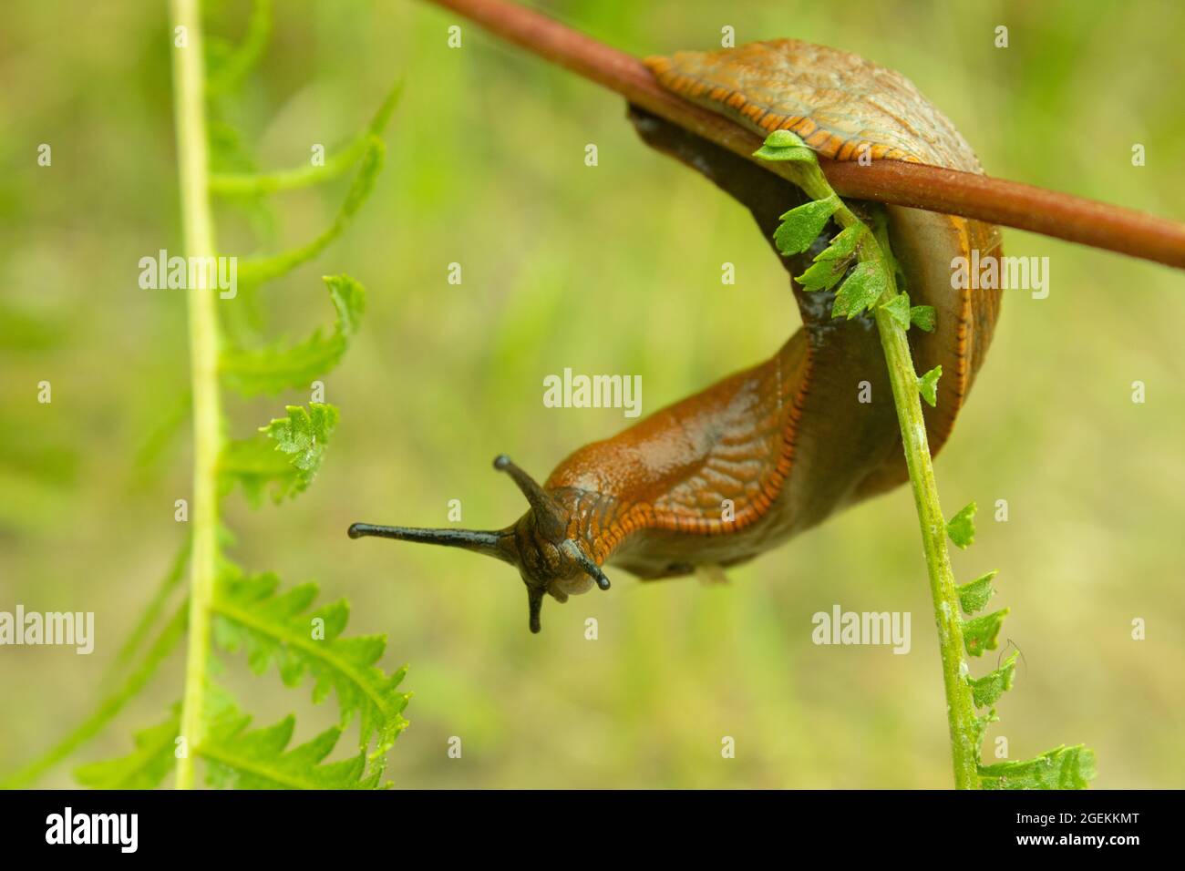 Snail at a hot day Stock Photo - Alamy
