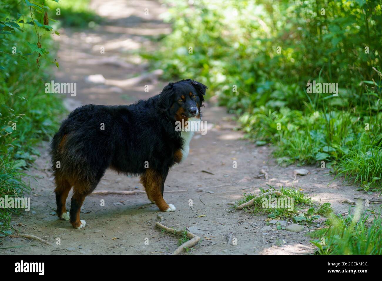 Big black Bernese mountain dog standing on the ground with plants under ...