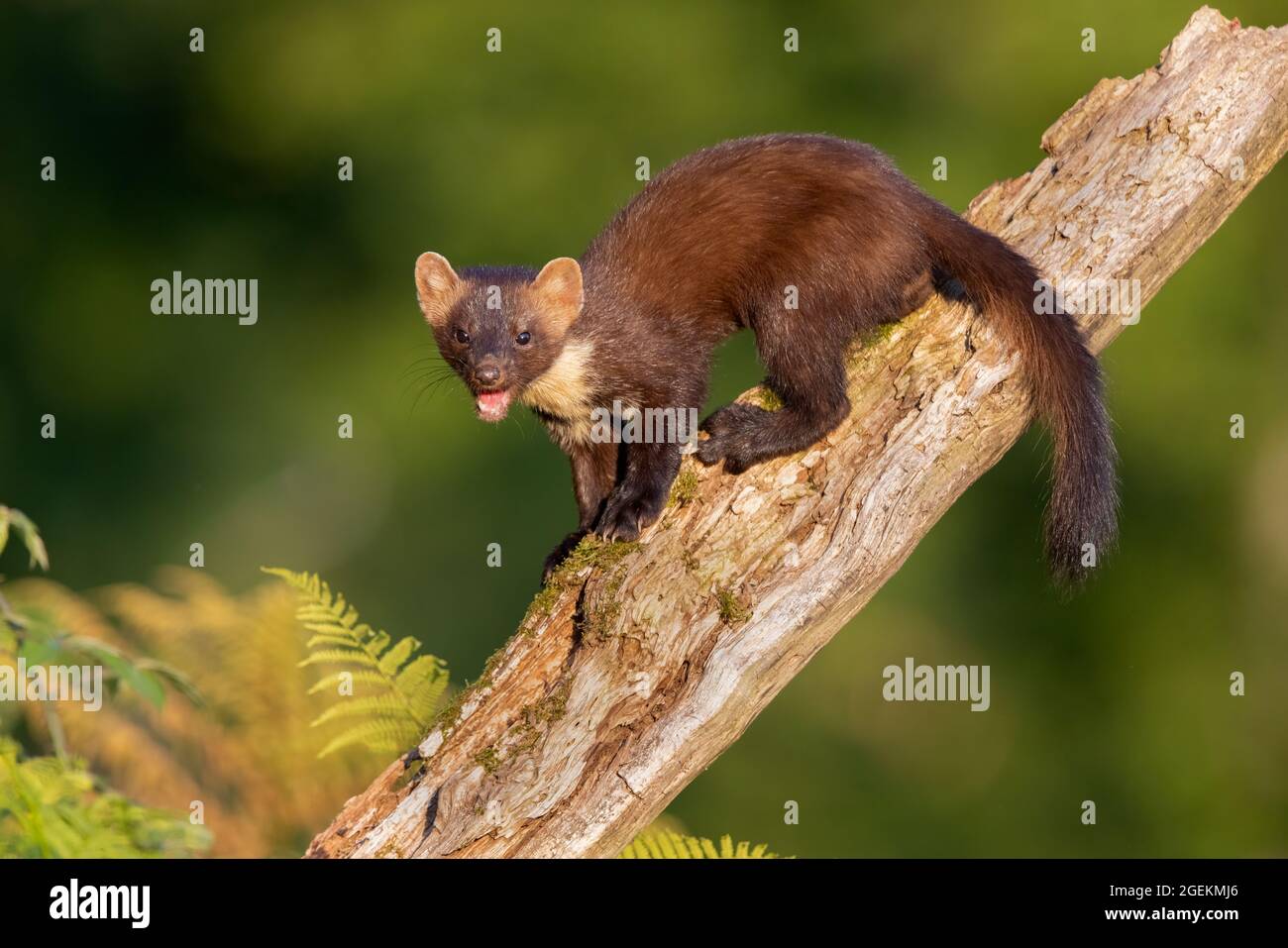 Pine Marten (Martes martes), adult sitting on an old trunk, Campania ...
