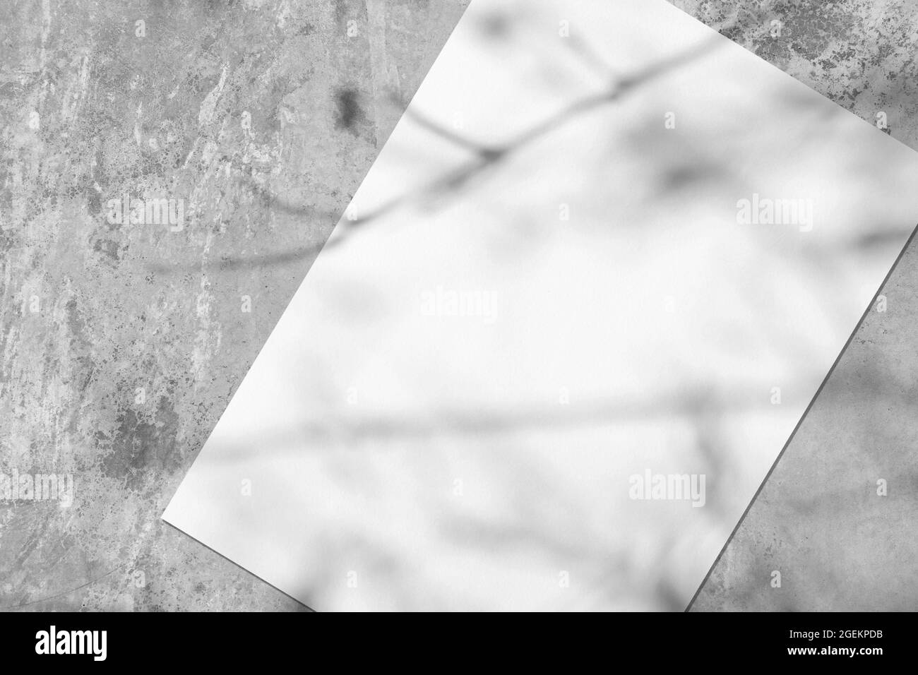 Empty white rectangle poster mockup with soft tree leaves shadow Stock ...