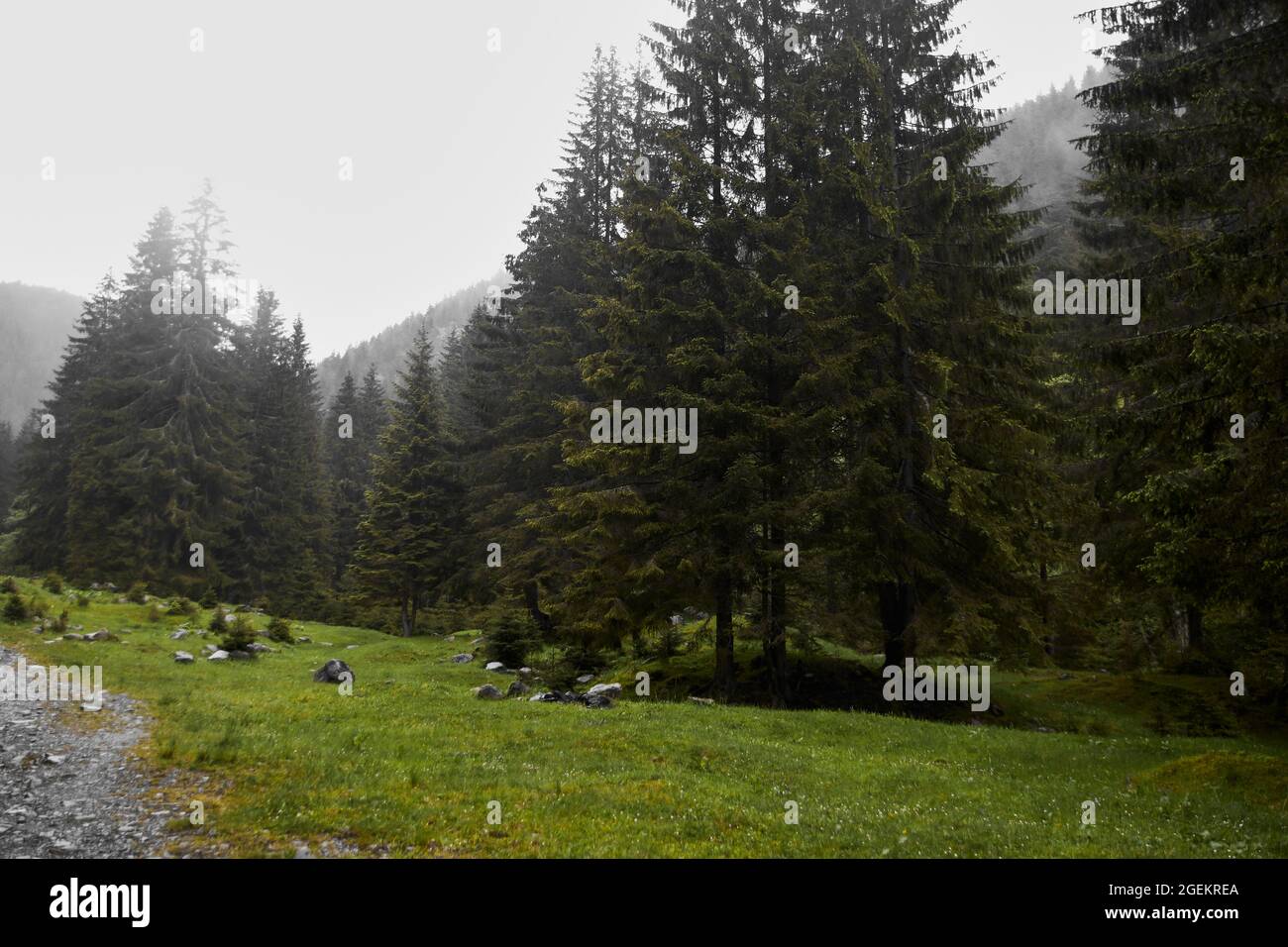 Green grass place in forest view Stock Photo - Alamy