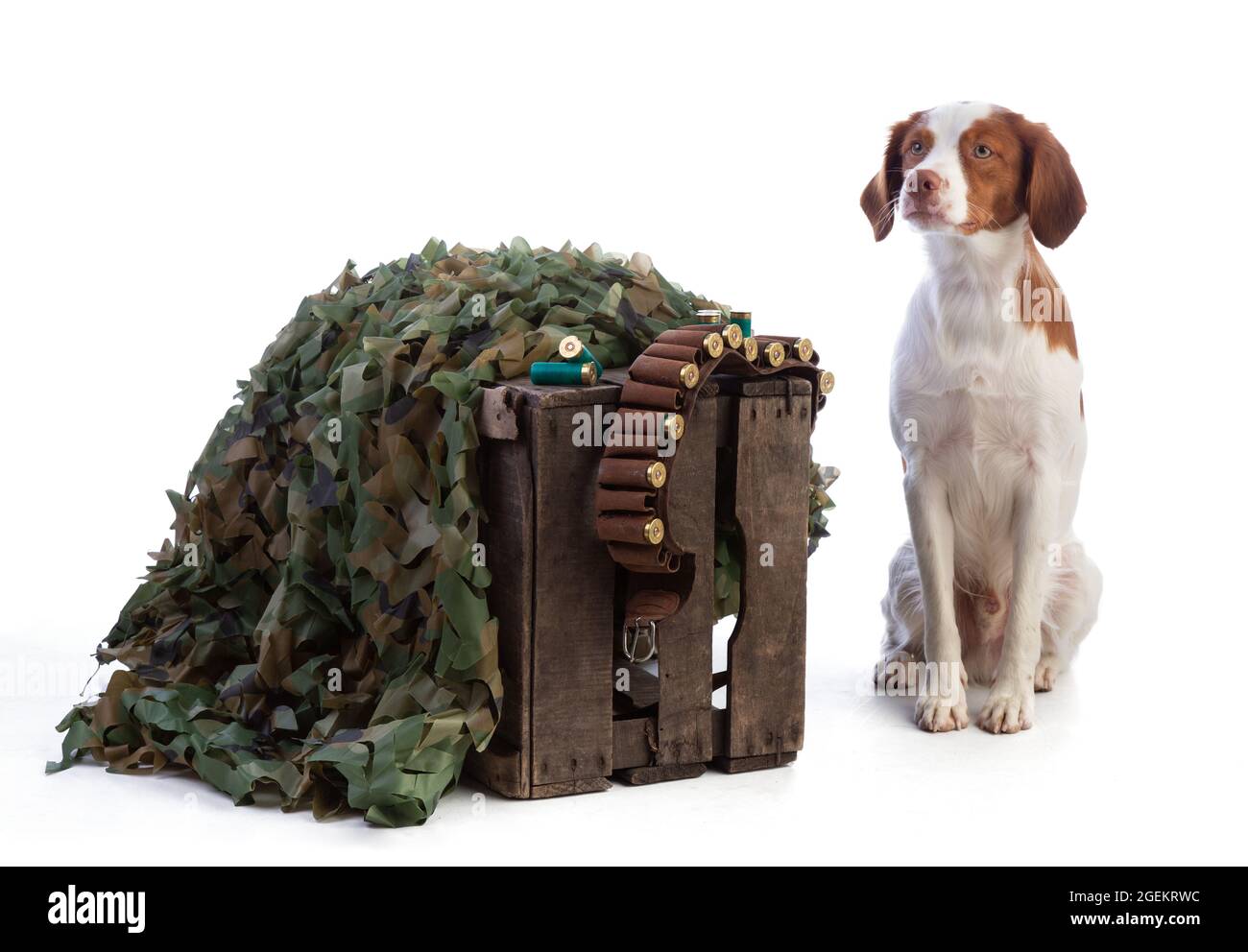 Brittany spaniel sitting ready to go hunting on a white background ...