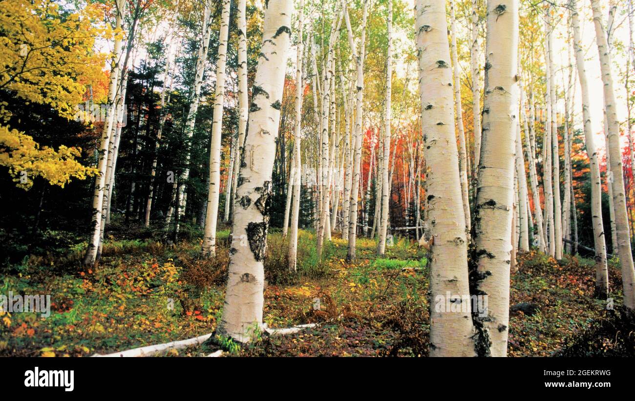 Autumn birch trees in Pinkham Notch, New Hampshire Stock Photo - Alamy