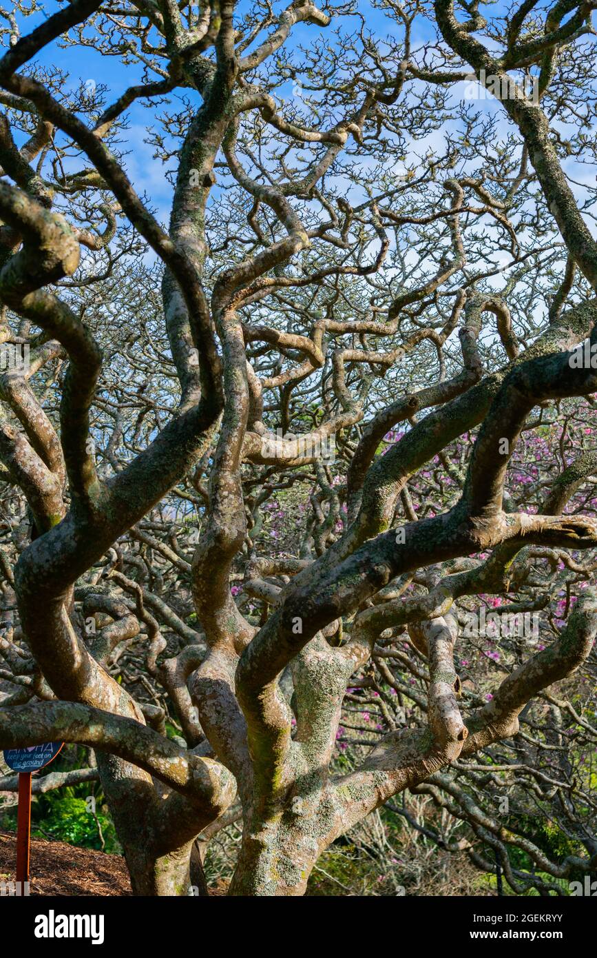 Wriggly twisted trunk and branches of leafless magnolia tree Stock ...