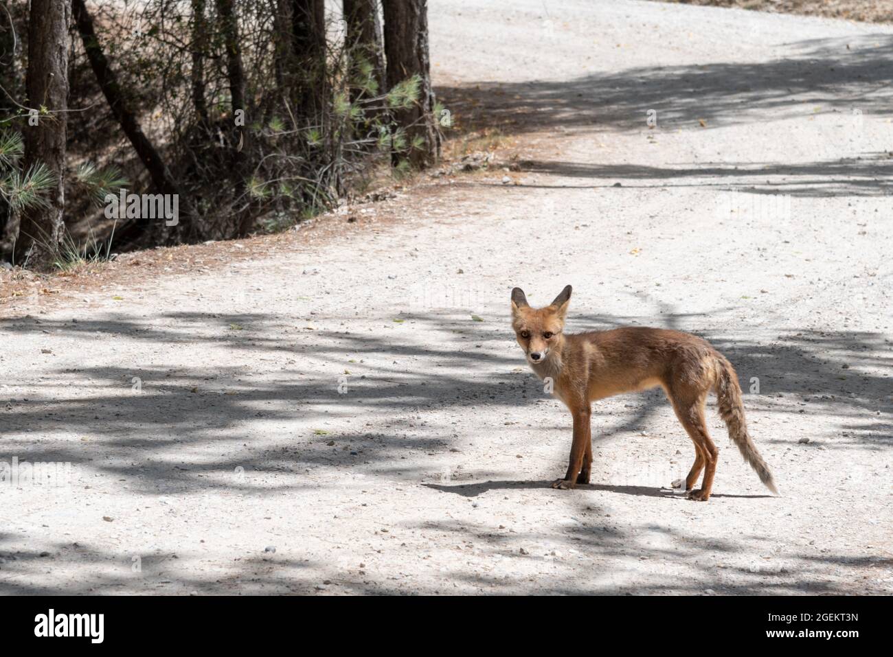 Fox on a path in the Sierra de Cazorla, waiting to be fed by a tourist ...