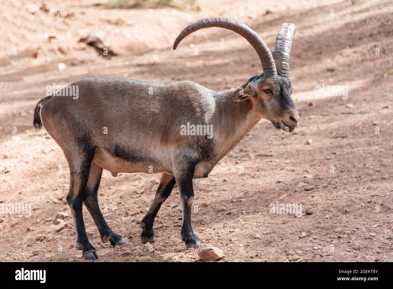 Male hispanic goat in a breeding center for the genetic maintenance of ...