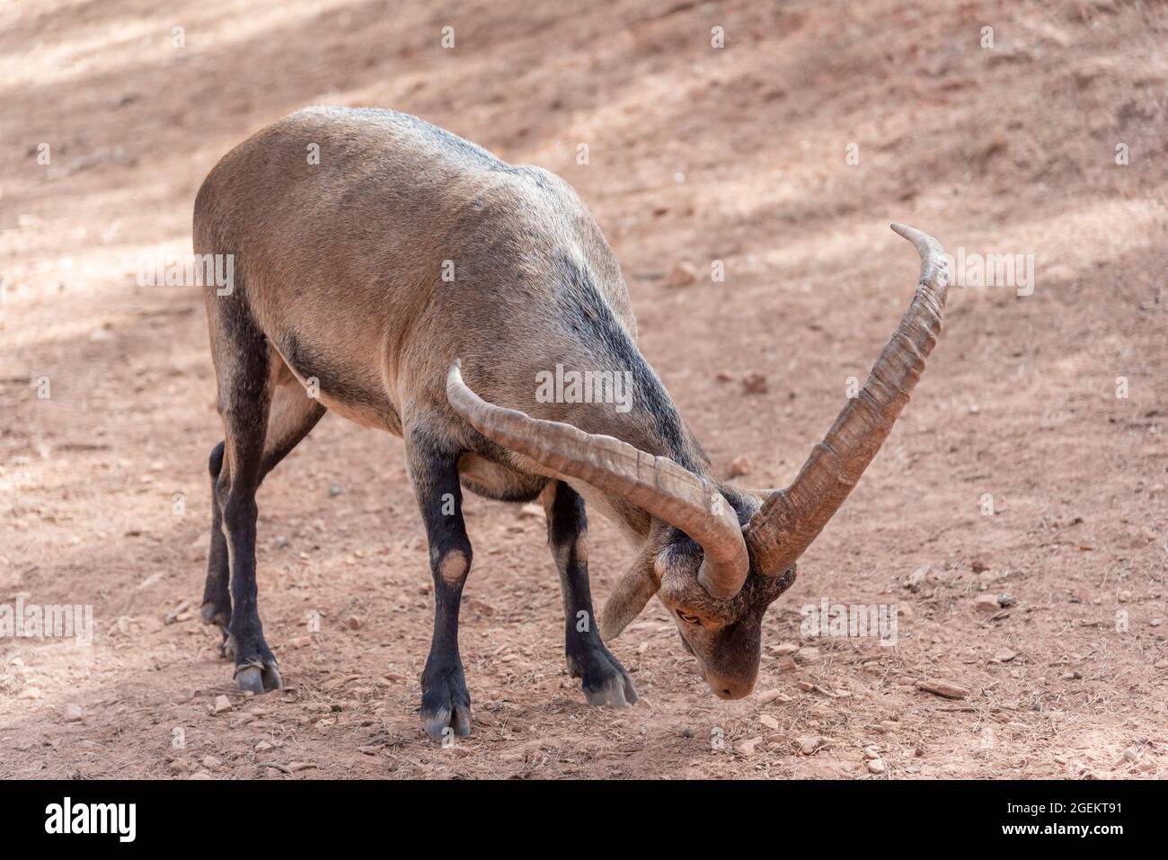 Male hispanic goat in a breeding center for the genetic maintenance of ...