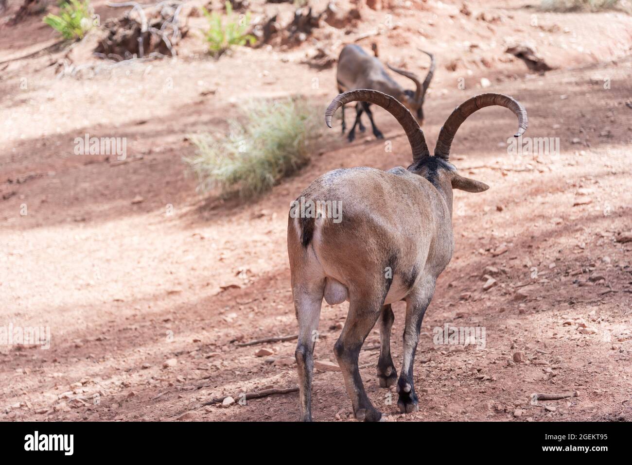 Male hispanic goat in a breeding center for the genetic maintenance of ...