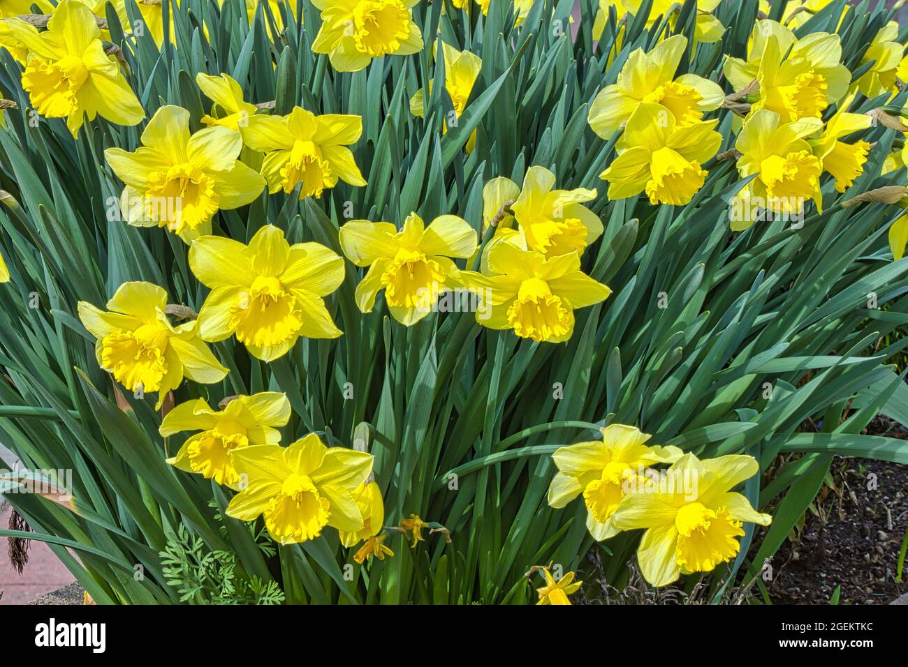 bright yellow daffodils in full bloom in a dense group in a stone ...