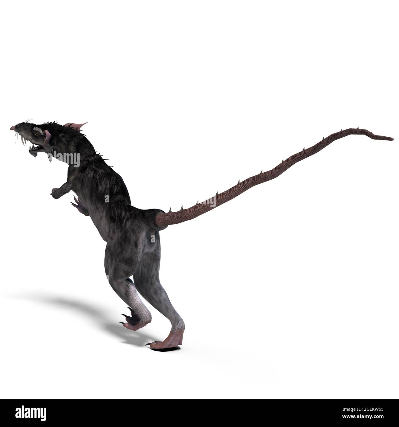 Muskrat illustration hi-res stock photography and images - Alamy