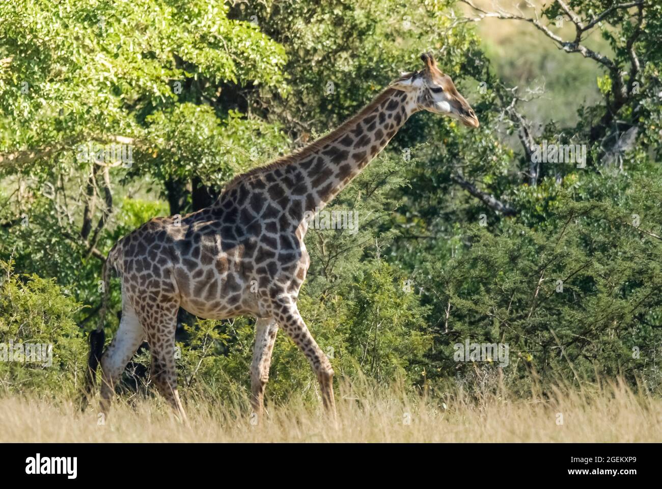 Jiraffa, Giraffa camelopardalis, in African Savannah environment ...