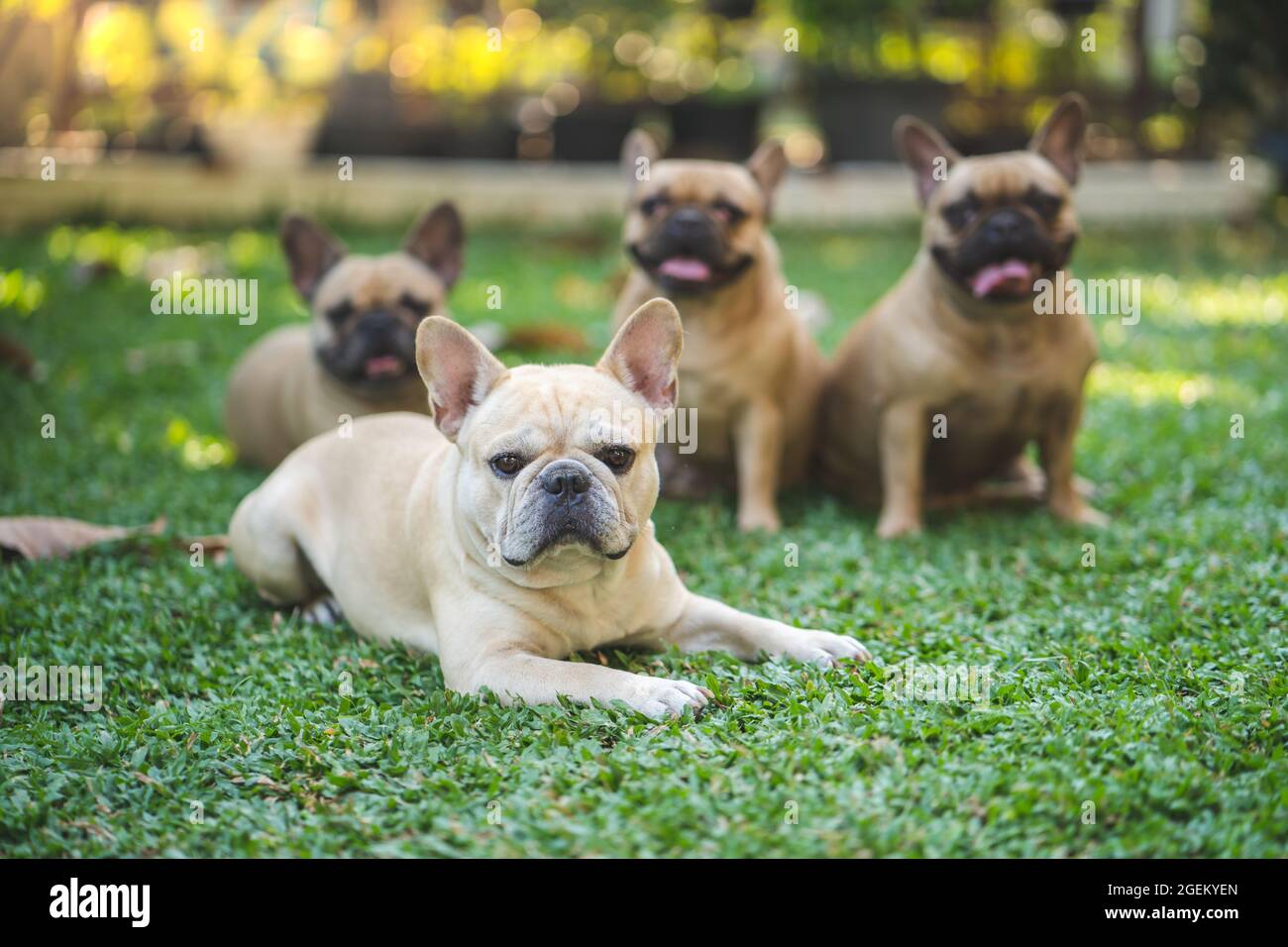 Group of cute French bulldogs sitting on the grass in a park Stock ...