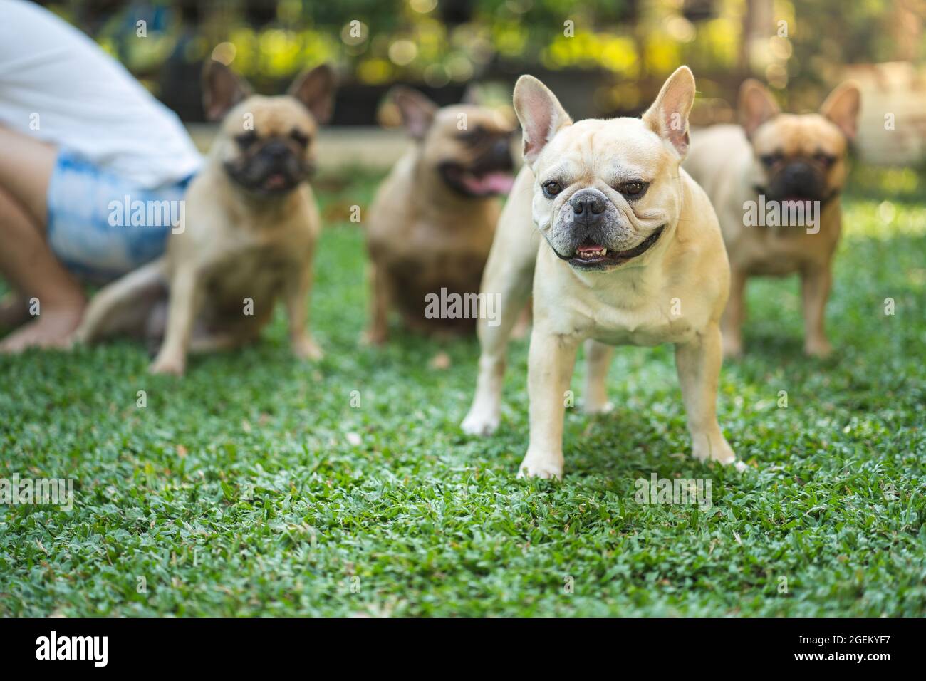 Group of cute French bulldogs sitting on the grass in a park Stock ...