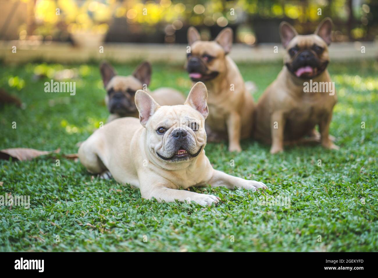 Group of cute French bulldogs sitting on the grass in a park Stock ...