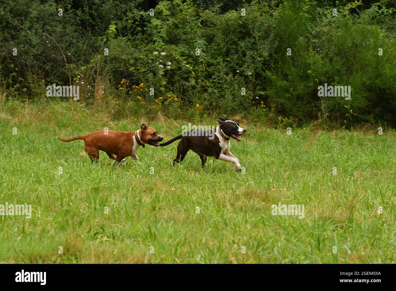 Two American Staffordshire Terrier dogs playing together Stock Photo ...